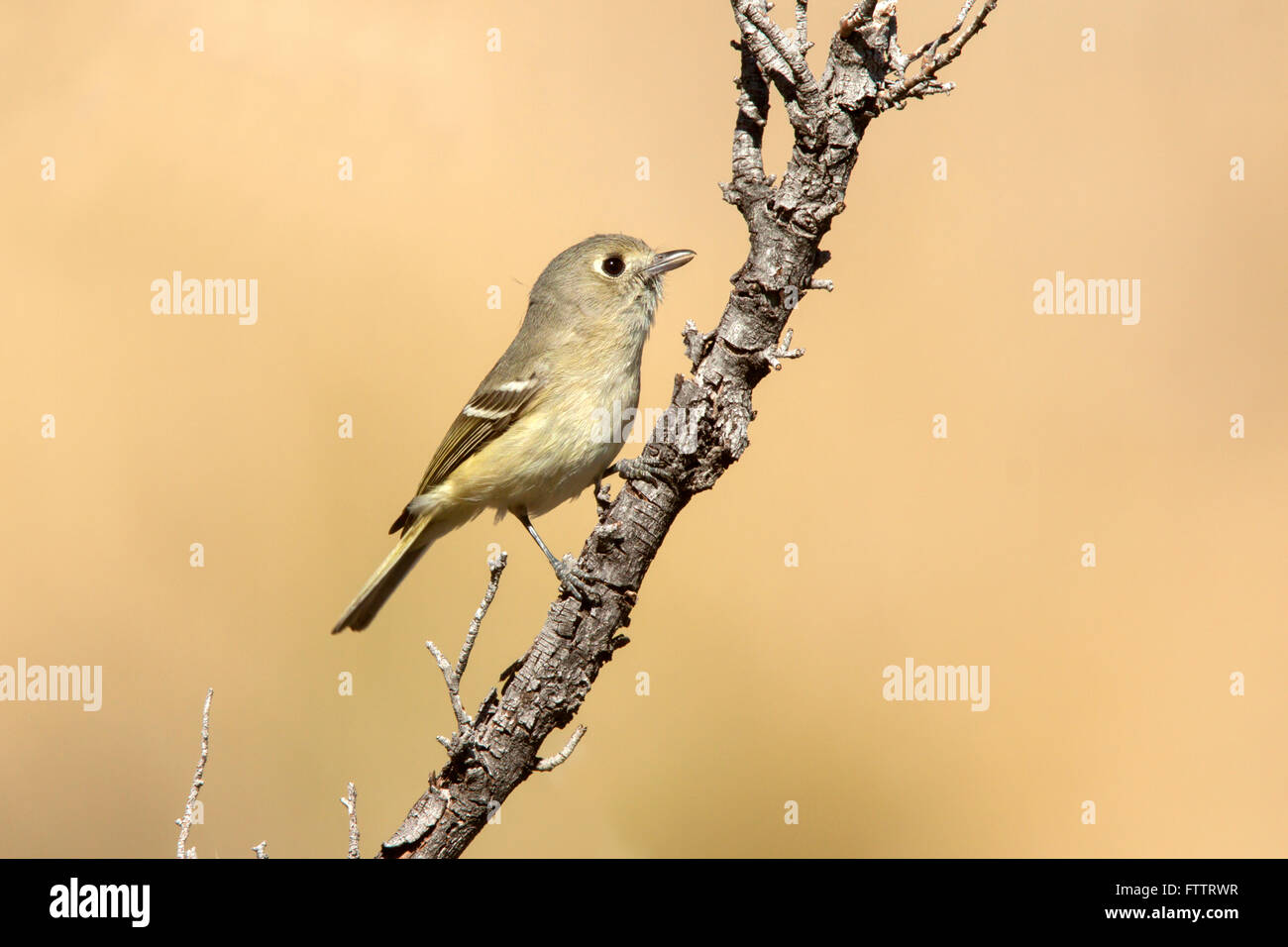 Hutton's Vireo Vireo huttoni Santa Catalina Mountains, Pima County ...