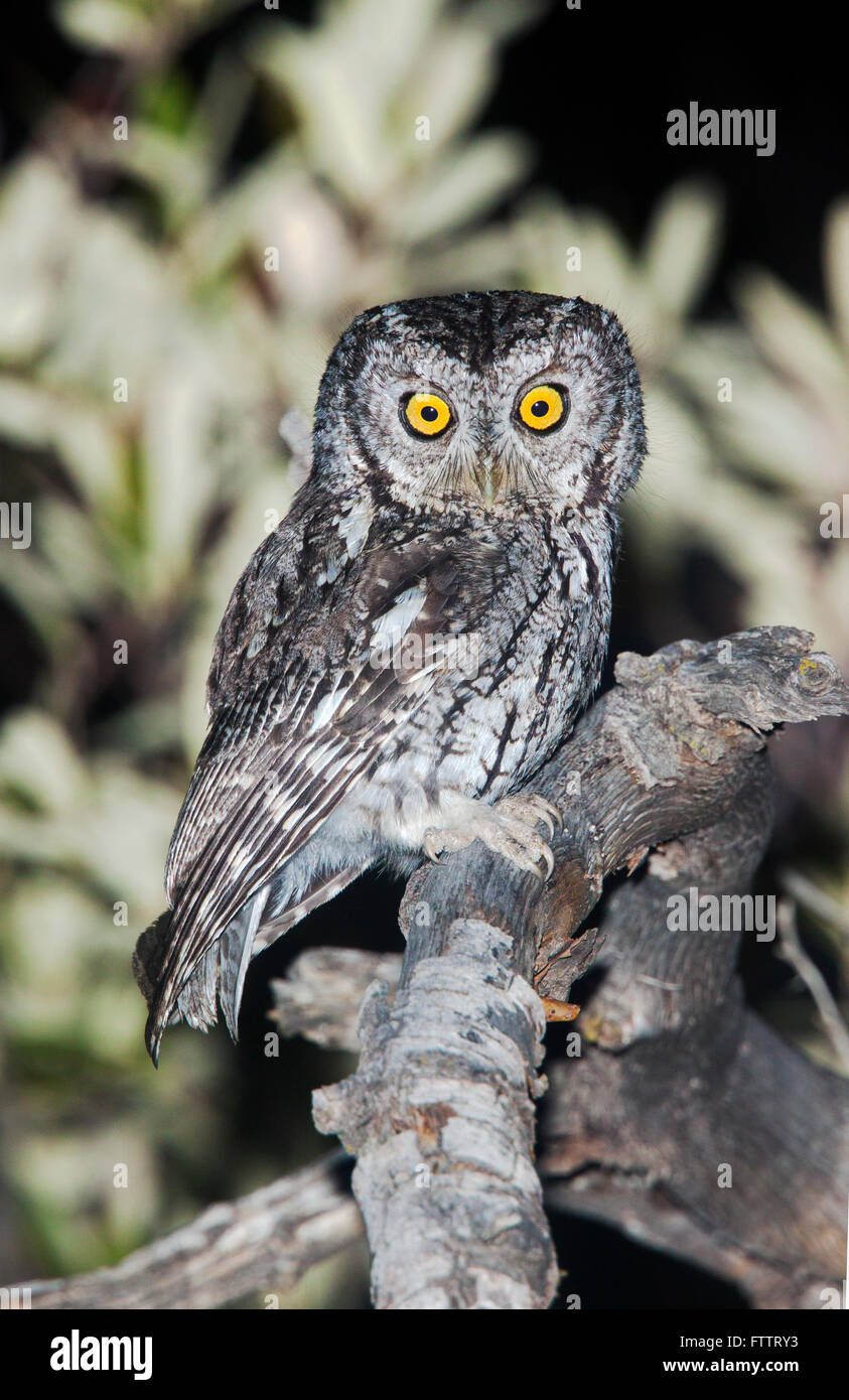 Whiskered screech owl otus trichopsis hi-res stock photography and ...