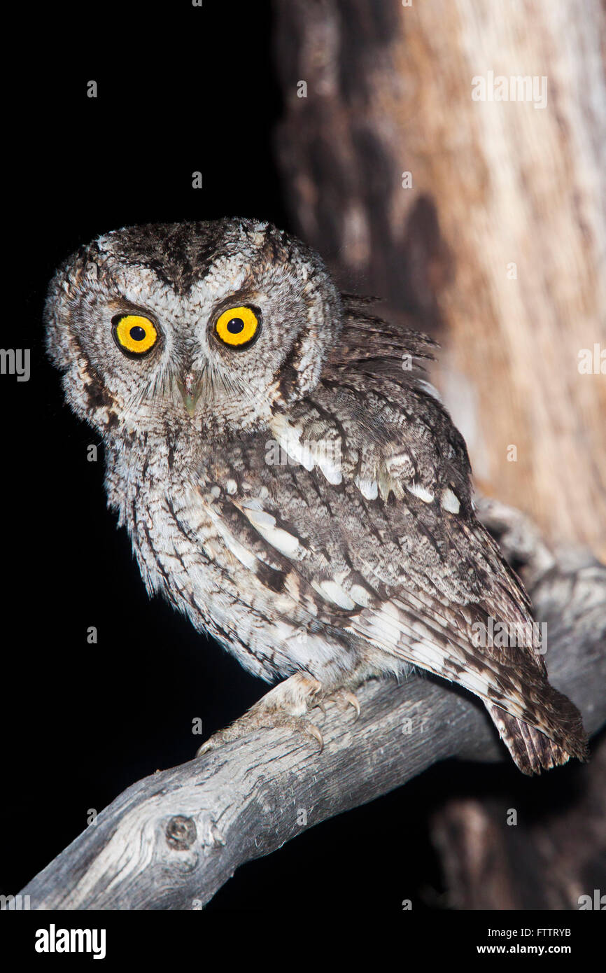 Whiskered screech owl otus trichopsis hi-res stock photography and ...