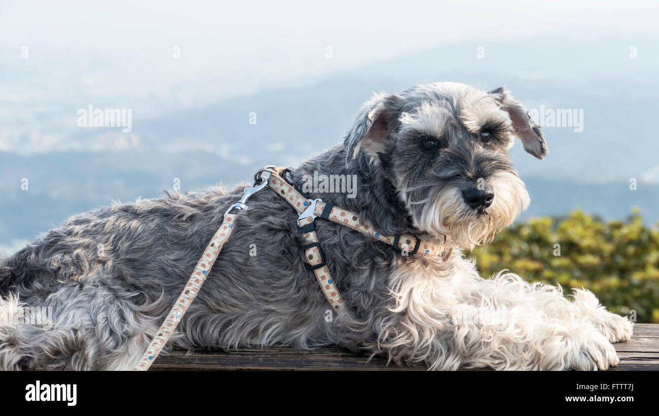 The Sweet Schnauzer dog with funny ears smiles with nice background ...