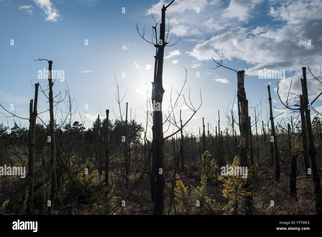 Misk Hills ,Hucknall Nottinghamshire,UK Stock Photo - Alamy