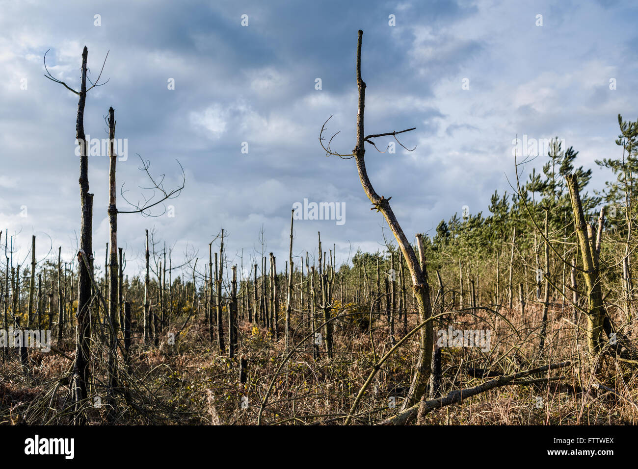 Misk hills hucknall nottinghamshire uk hi-res stock photography and ...