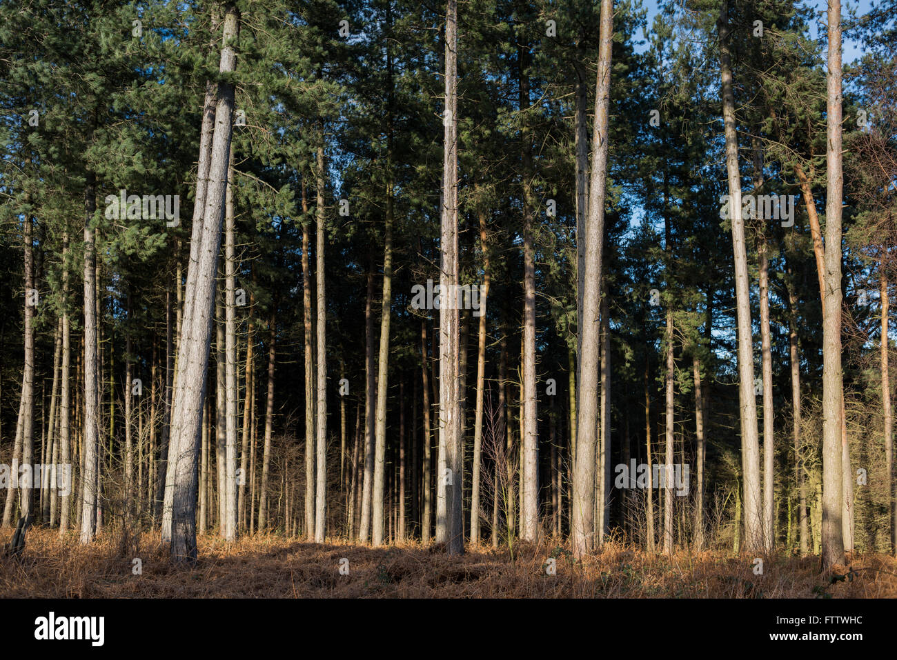 Misk hills hucknall nottinghamshire uk hi-res stock photography and ...