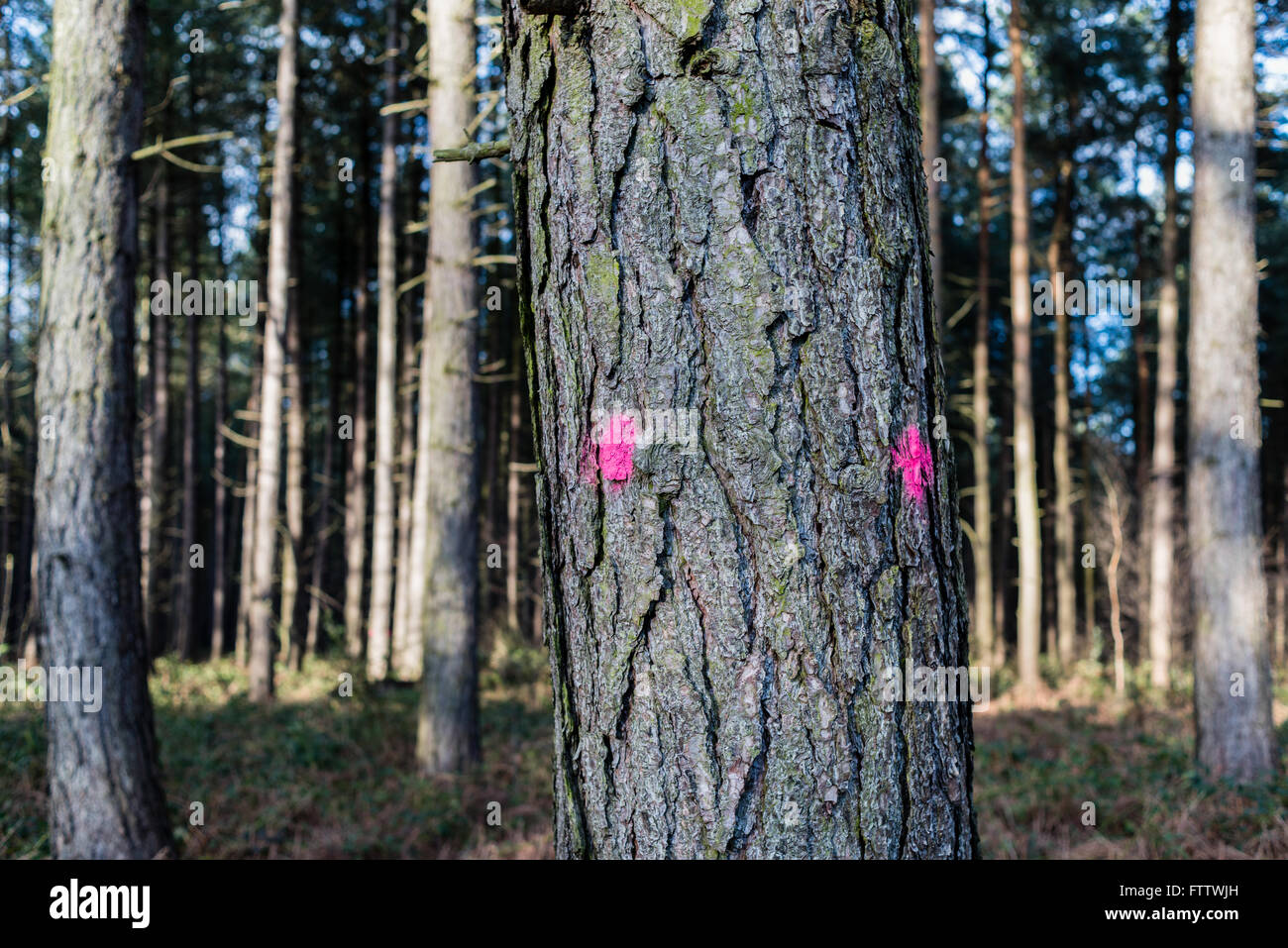 Misk Hills ,Hucknall Nottinghamshire,UK Stock Photo - Alamy