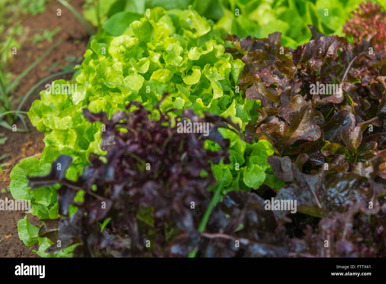 Fresh salad leave Green oak and Red oak in the Organic farm with soft ...