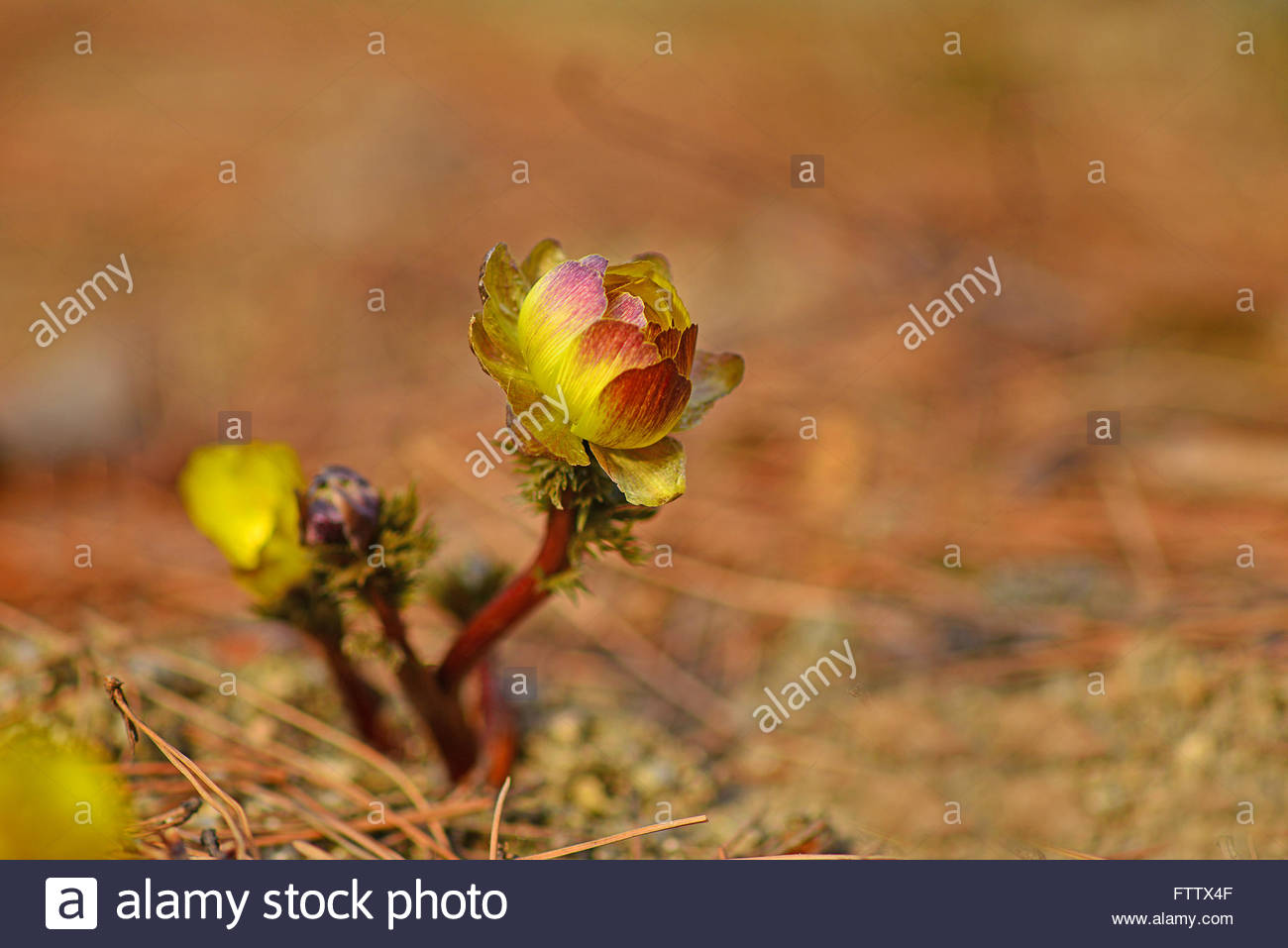 Amurensis Stock Photos & Amurensis Stock Images - Alamy