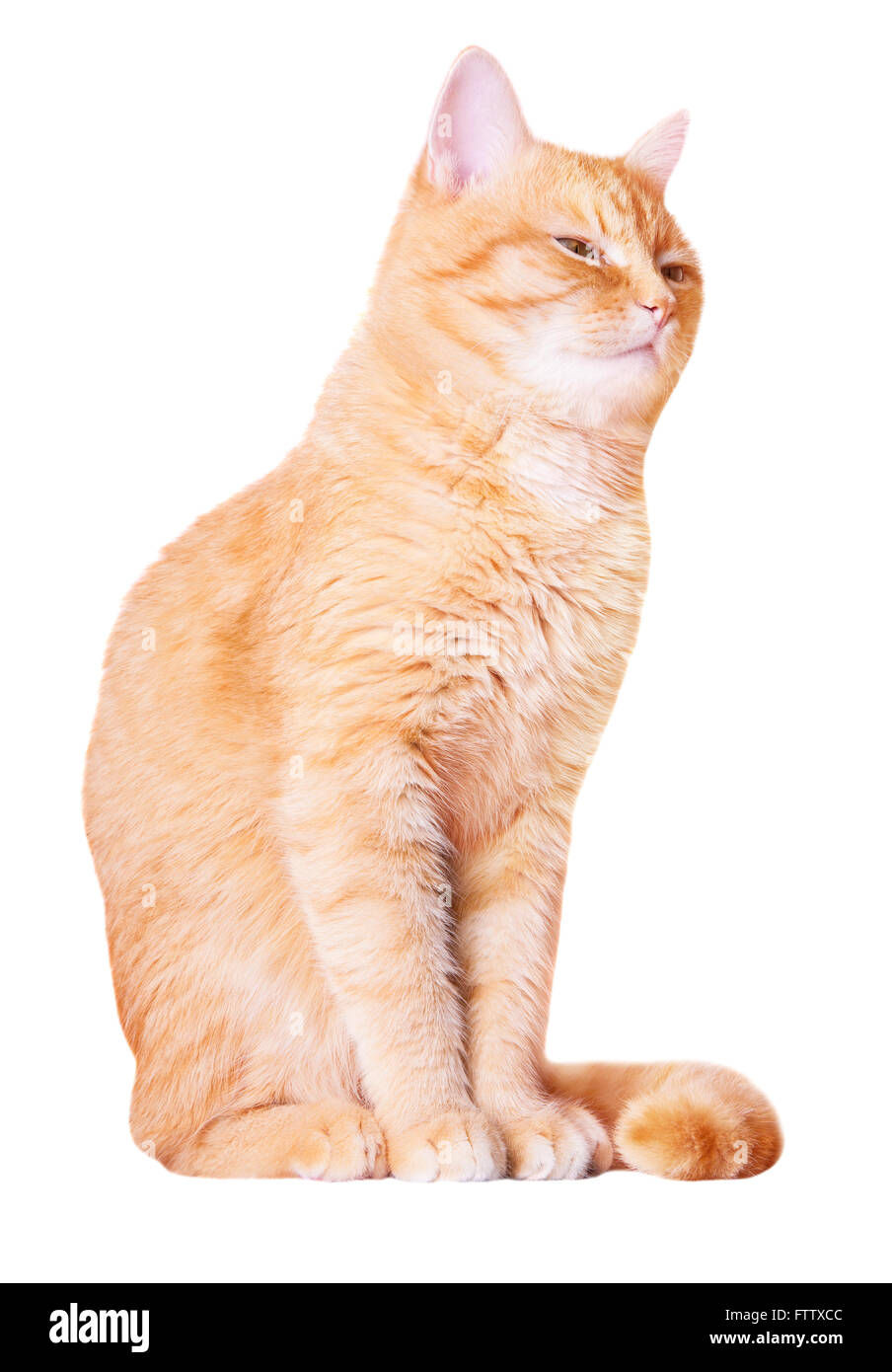 Beautiful red house cat on a white background Stock Photo - Alamy