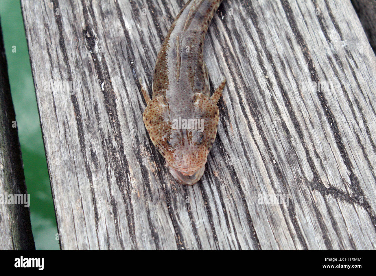 Flathead fish hi-res stock photography and images - Alamy