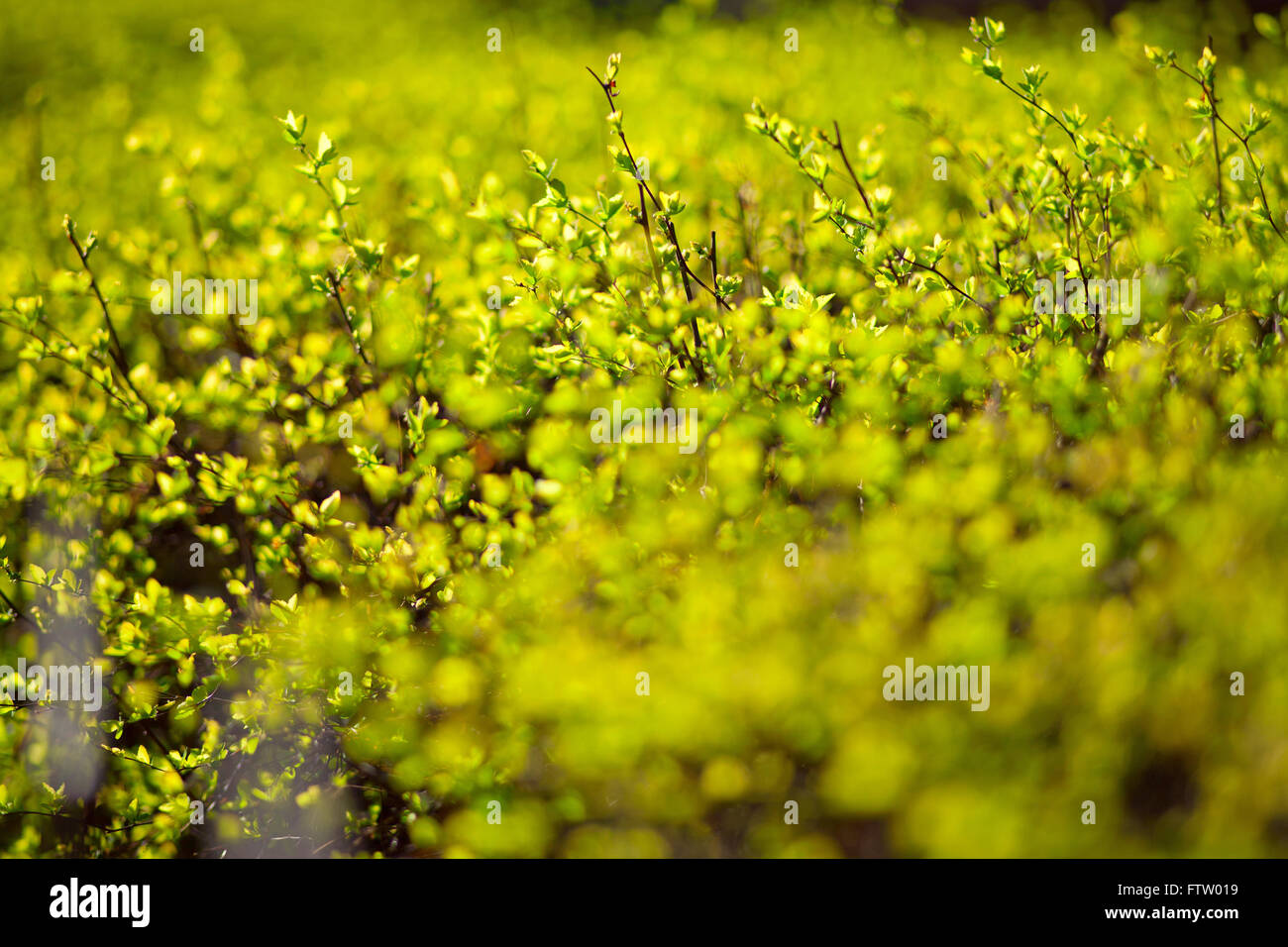 Branches of a bush, green hedge, close up Stock Photo - Alamy