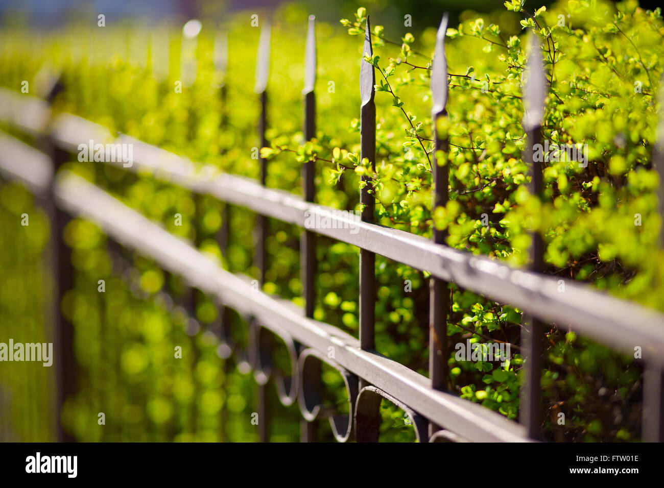 Metal fence and bush, green hedge, close Stock Photo - Alamy
