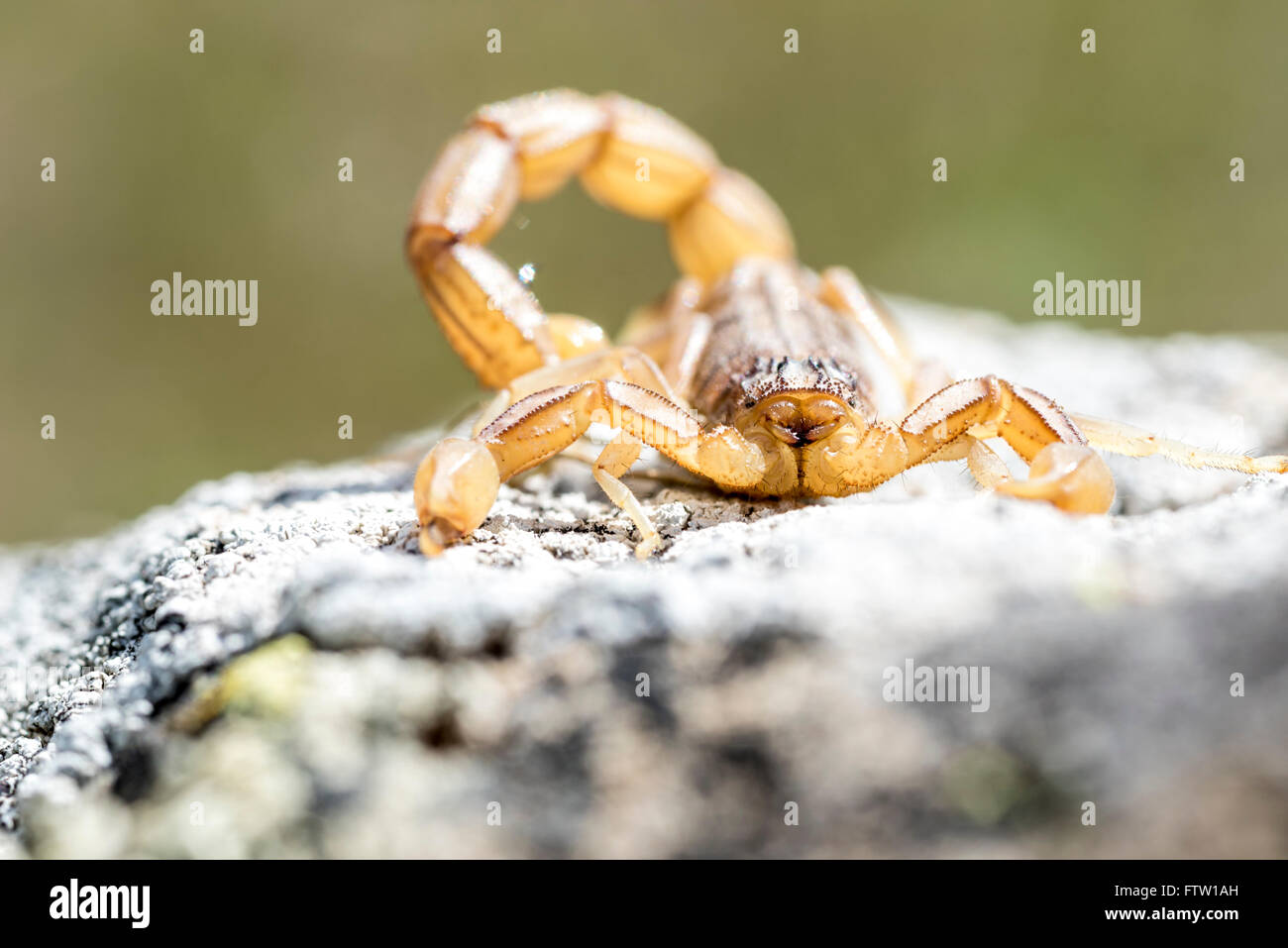 Scorpion face hi-res stock photography and images - Alamy