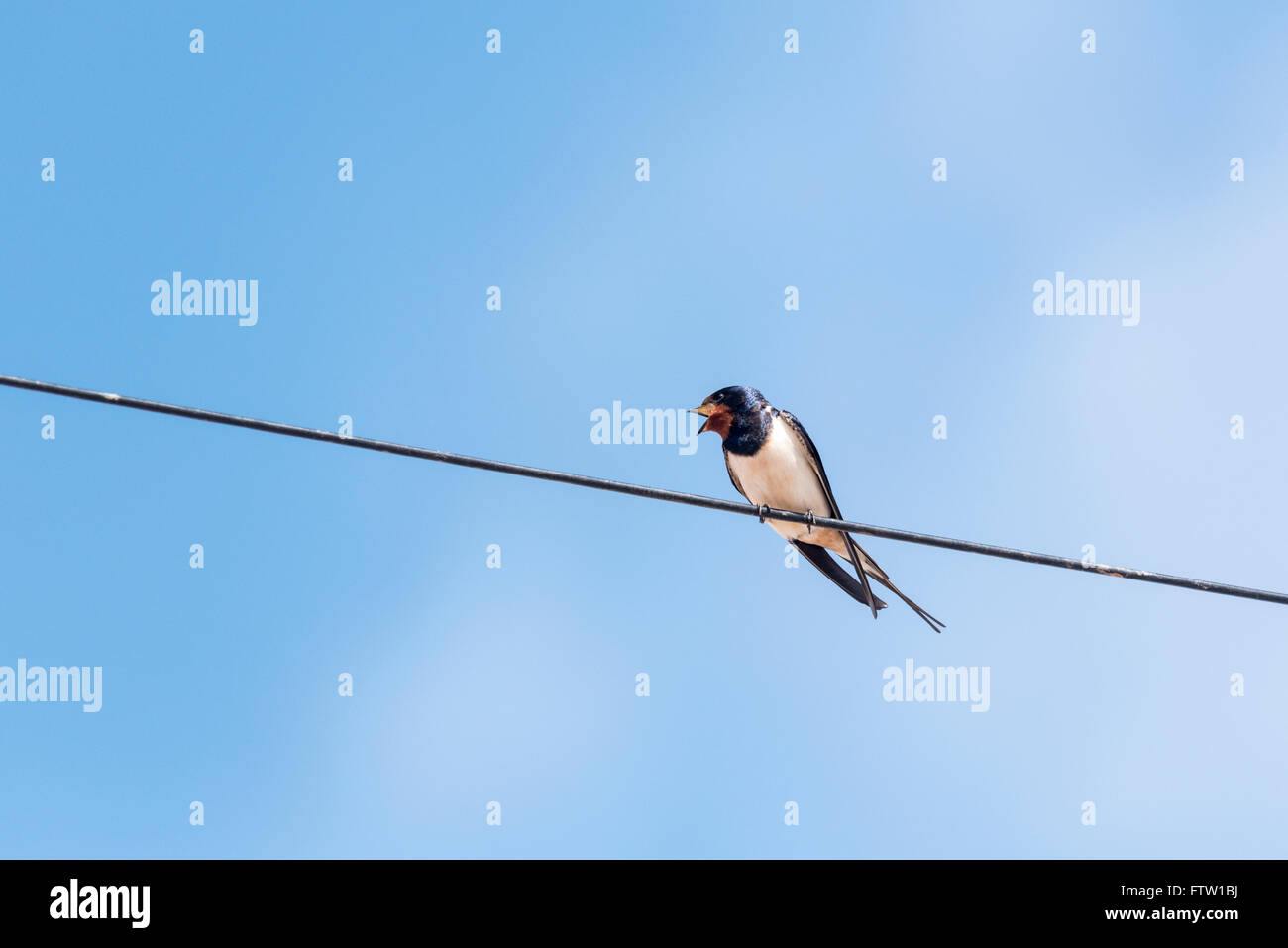 Single barn swallow on wire hi-res stock photography and images - Alamy