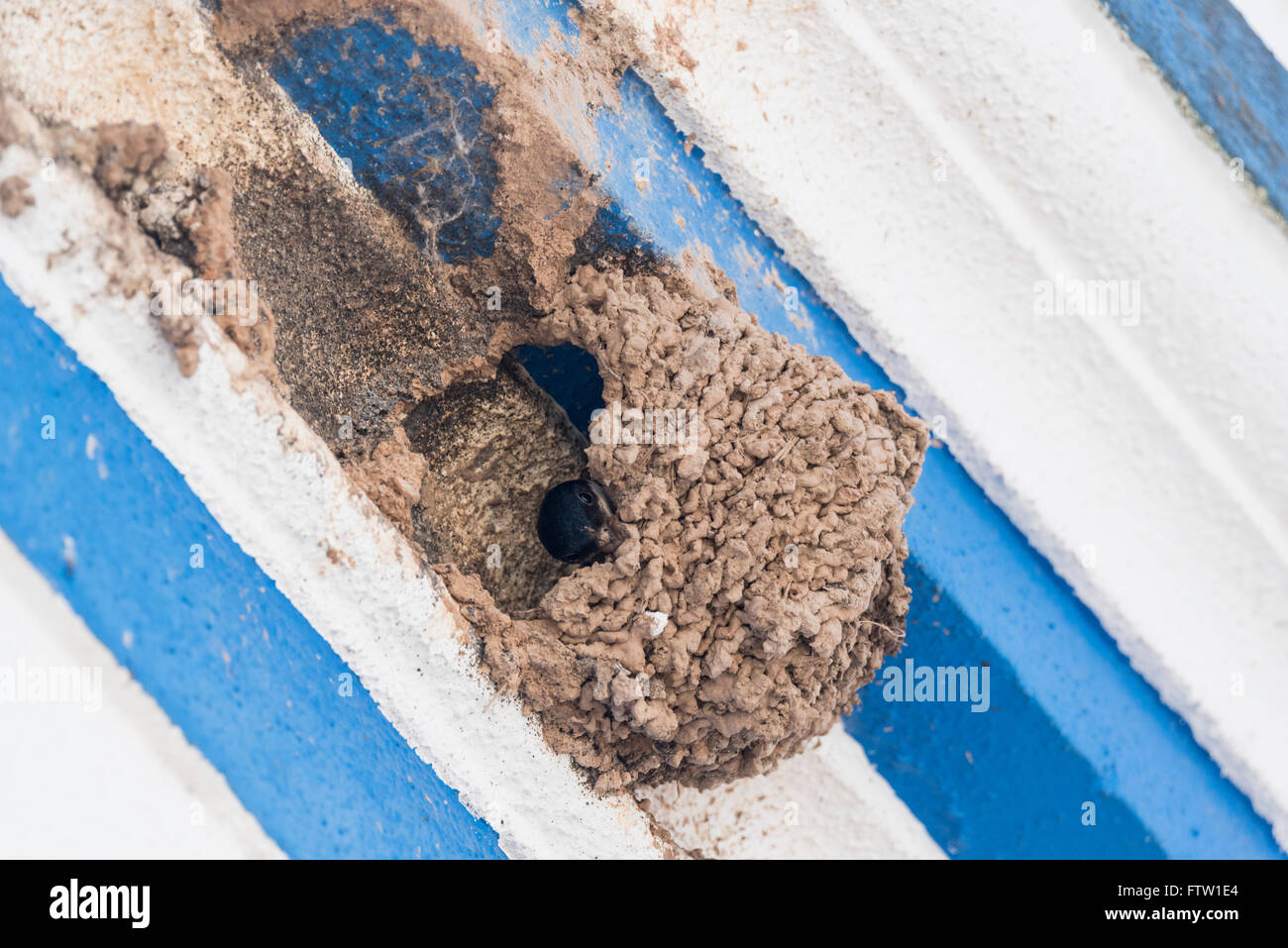 House martin nest hi-res stock photography and images - Alamy