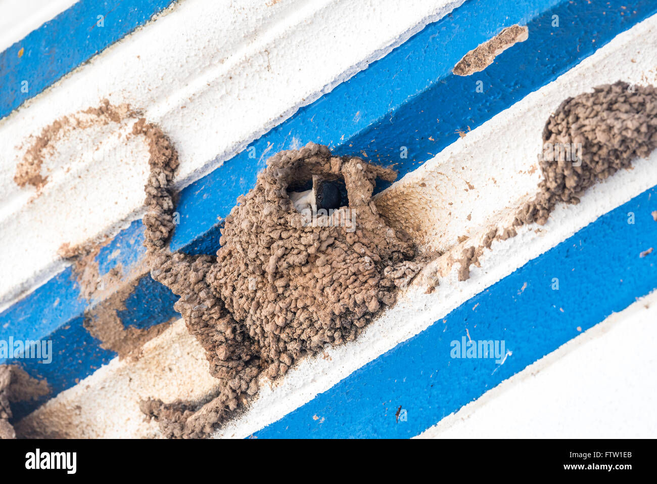 House martin nest hi-res stock photography and images - Alamy