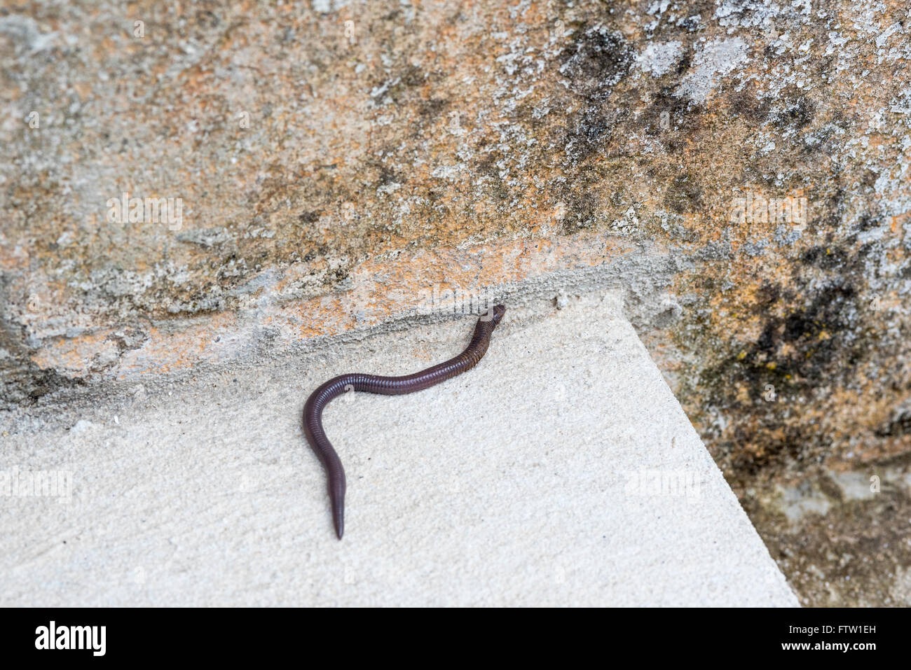 Worm snake hi-res stock photography and images - Alamy