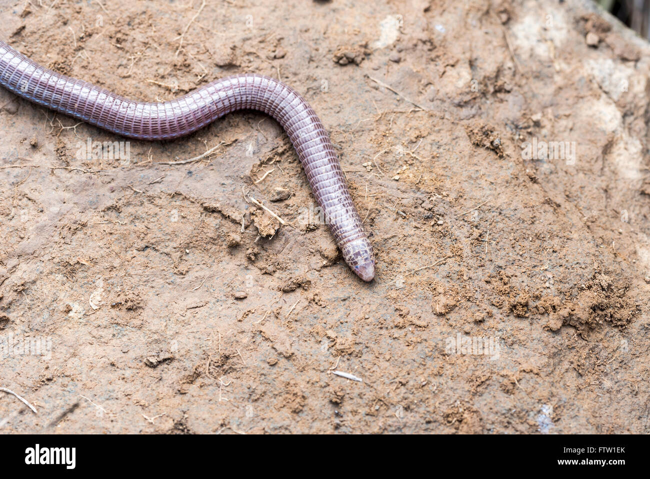 Lizard Portugal Stock Photos & Lizard Portugal Stock Images - Alamy
