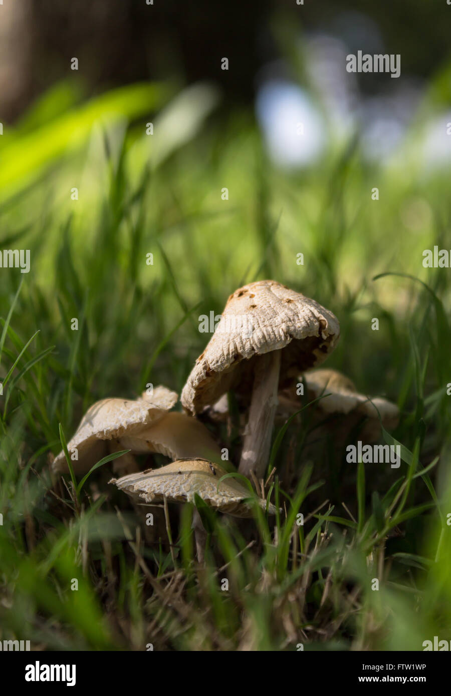 Cluster of mushrooms together hi-res stock photography and images - Alamy