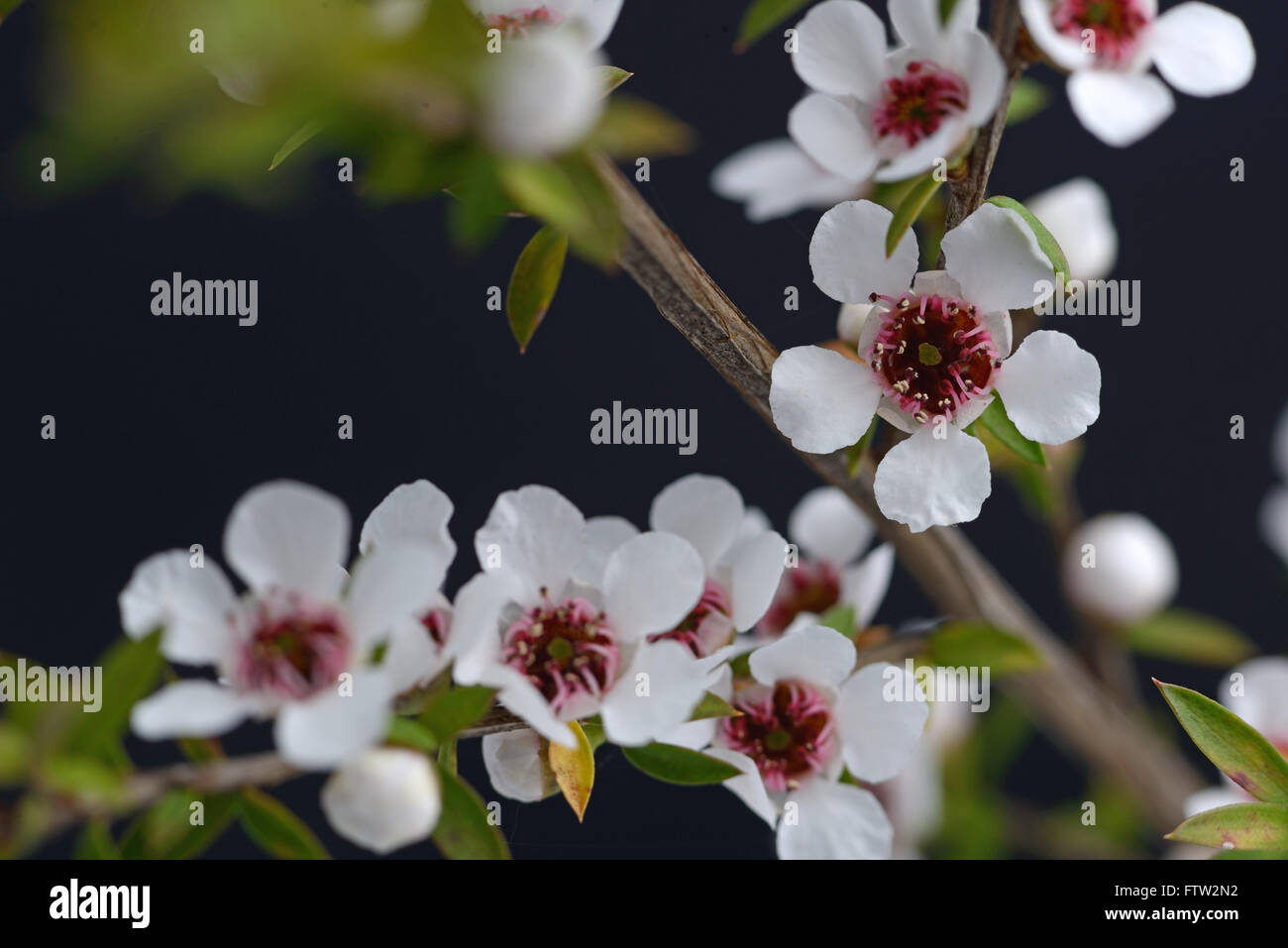 Flowers of New Zealand manuka, Leptospermum scoparium, a popular source ...