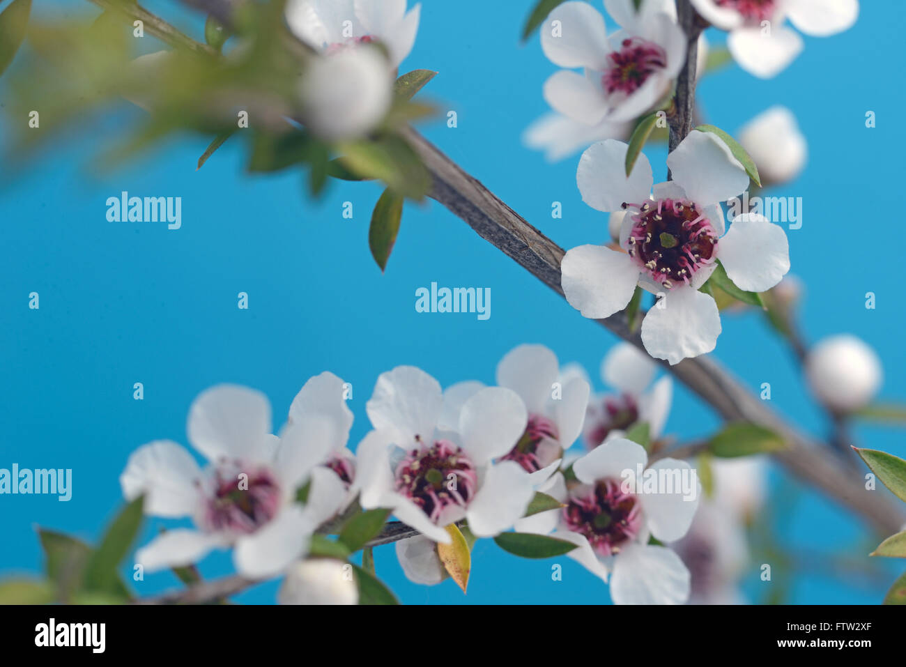 Flowers of New Zealand manuka, Leptospermum scoparium, against a blue ...