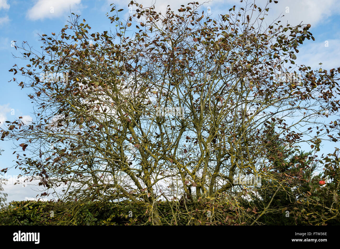 Quince Meech's Prolific stricken with unidentified blight reducing ...