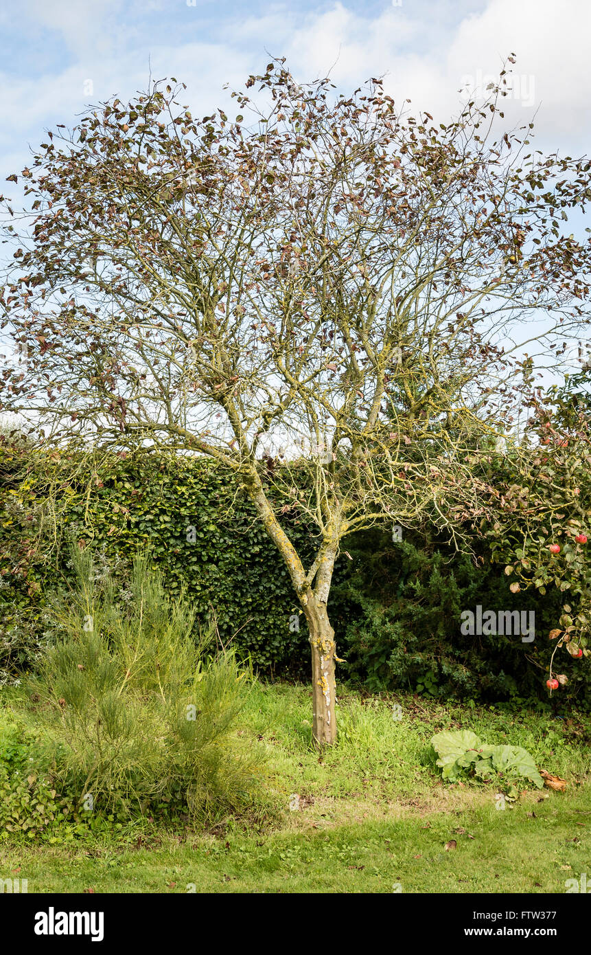 Shrivel shriveled hi-res stock photography and images - Alamy