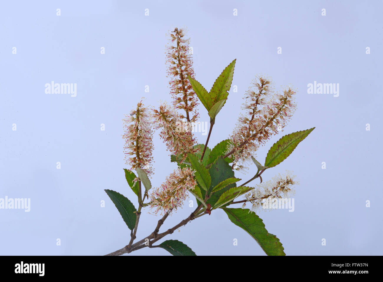 Weinmannia racemosa hi-res stock photography and images - Alamy