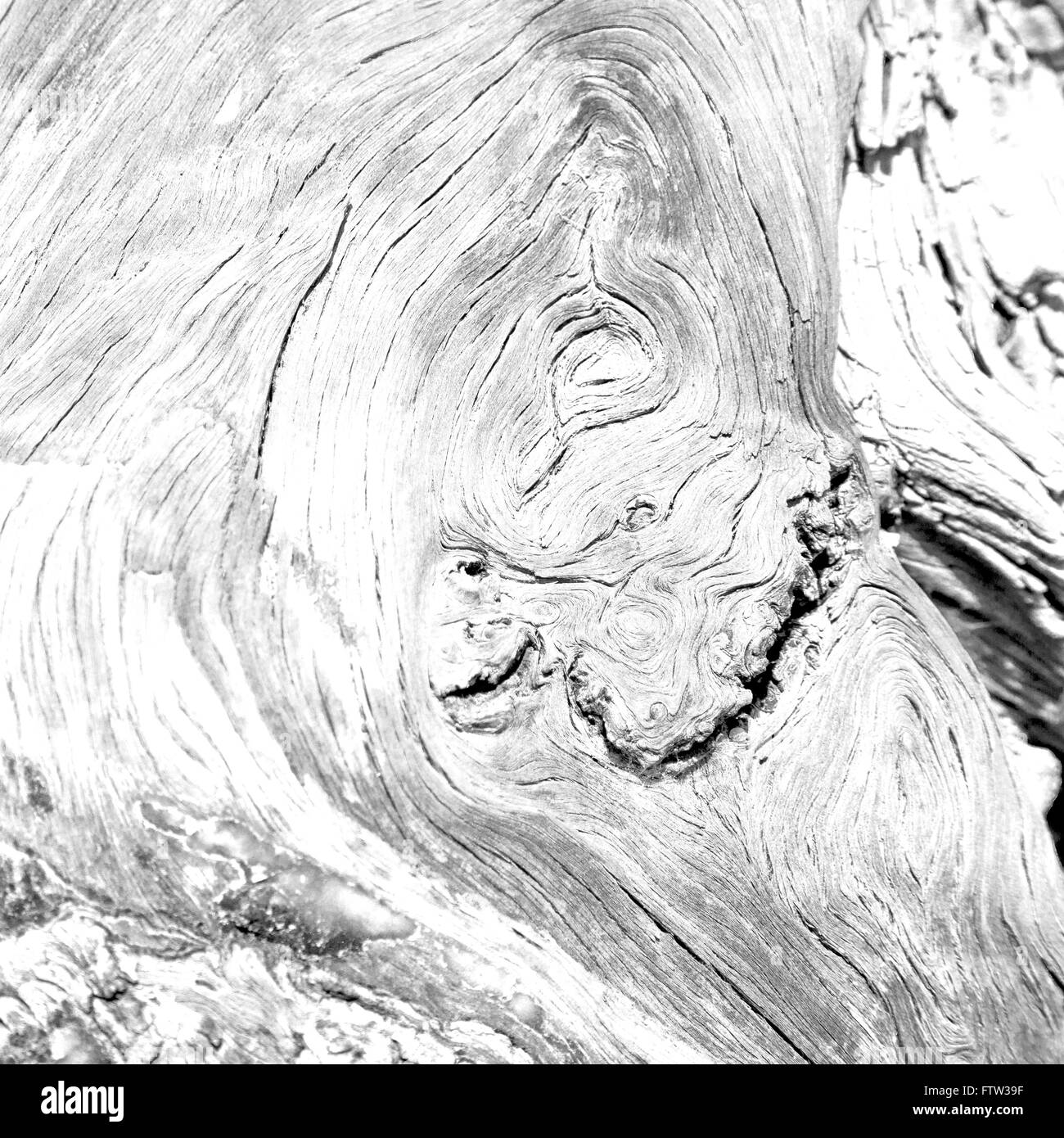 Red oak tree in Black and White Stock Photos & Images - Alamy