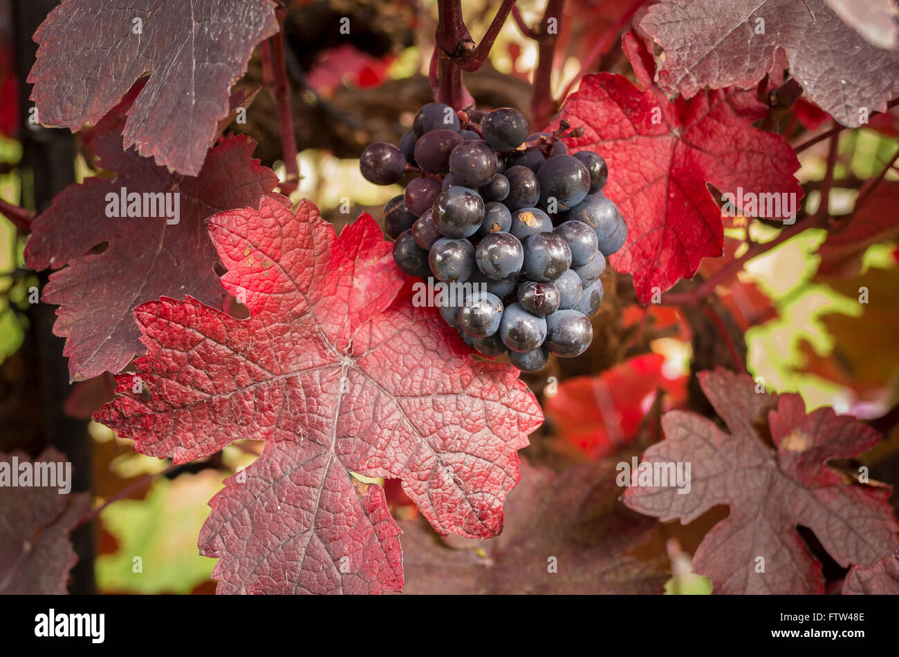 Ripe black ornamental grapes and vine leaves in an English garden Stock ...