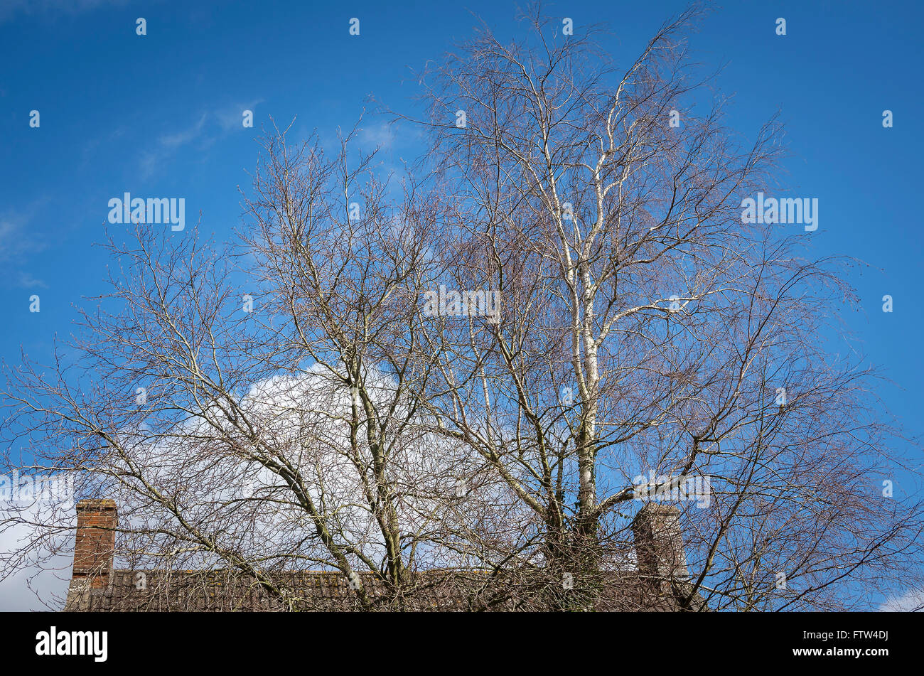 Color of a birch tree hi-res stock photography and images - Alamy