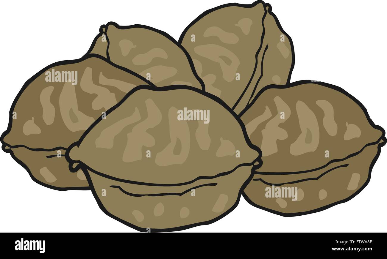 freehand drawn cartoon walnuts in shell Stock Vector Image & Art - Alamy