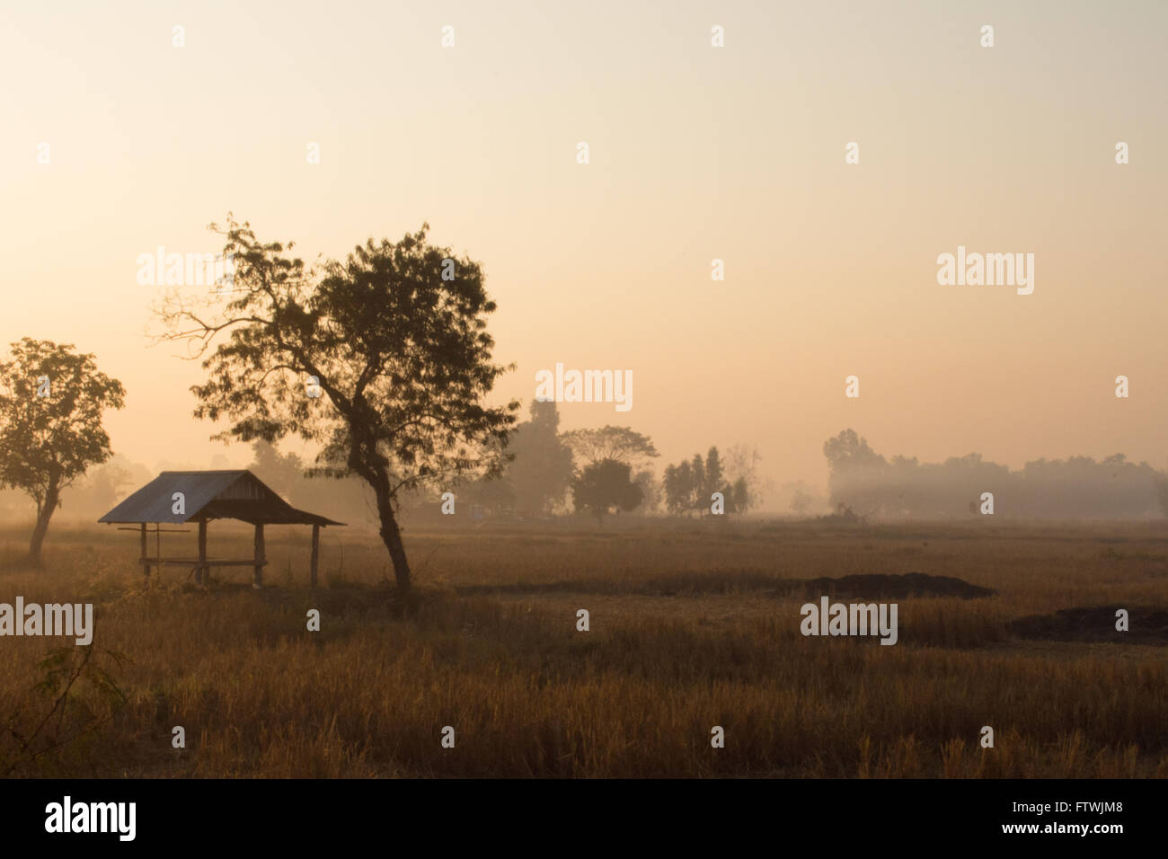 Rice field after harvest , Thailand Stock Photo - Alamy
