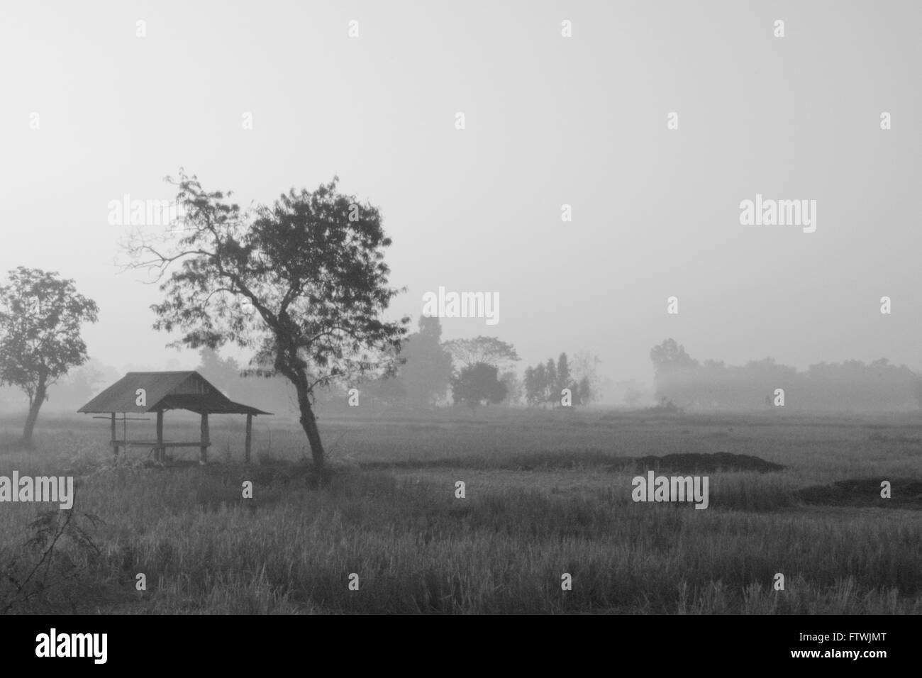 Wallpaper of rice field Black and White Stock Photos & Images - Alamy