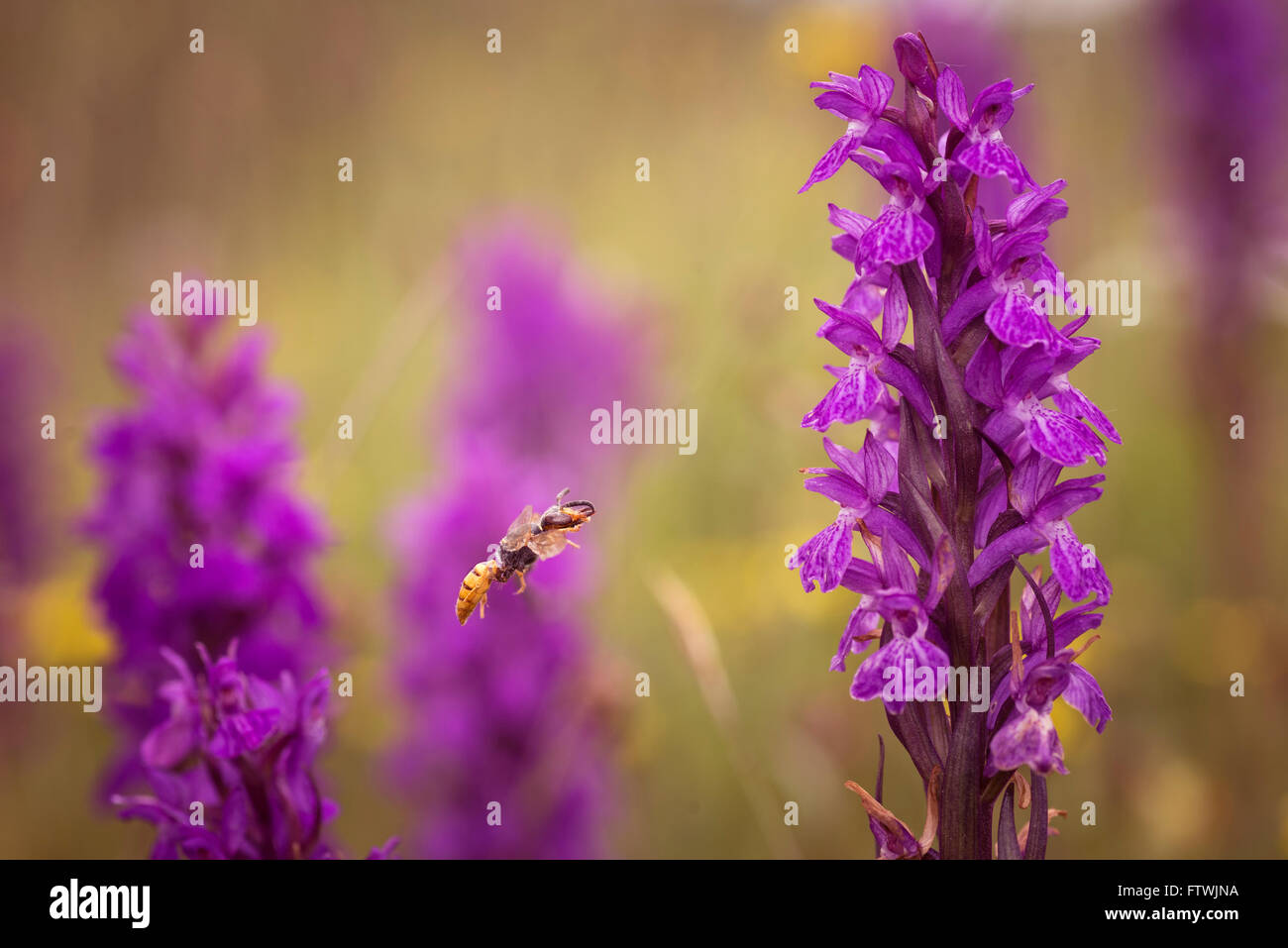WHASP GOING TO A FLOWER Stock Photo - Alamy