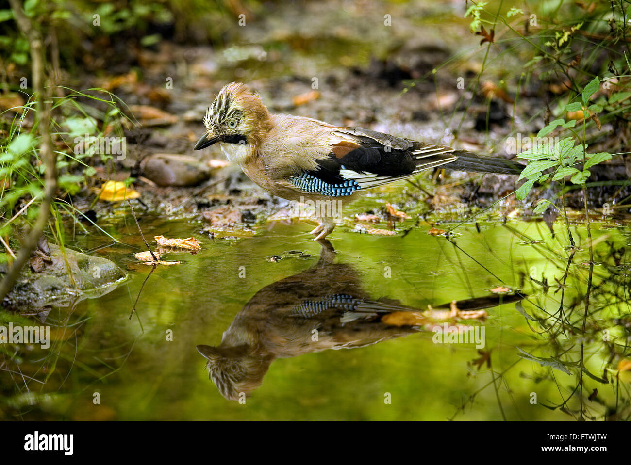 BIRD REFLECTION OVER A POOL Stock Photo - Alamy