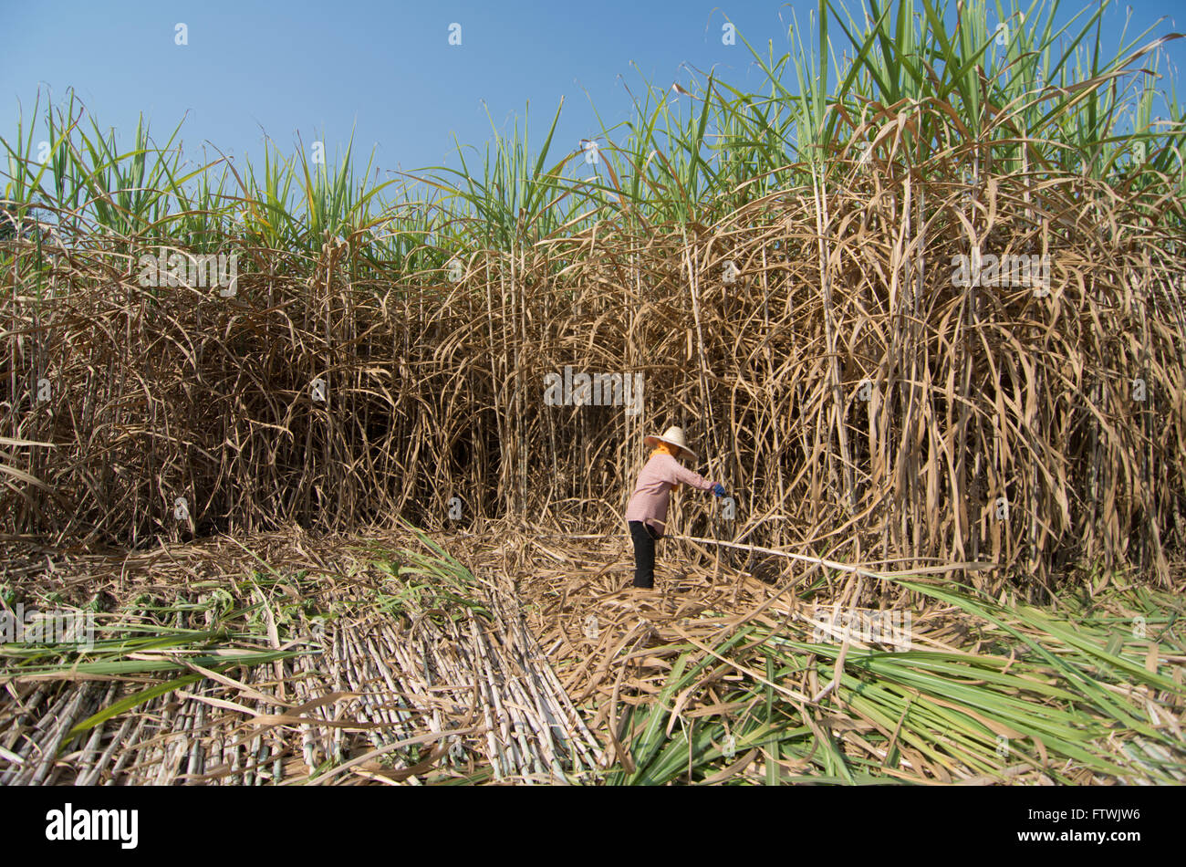 Sugar Cane Field Workers