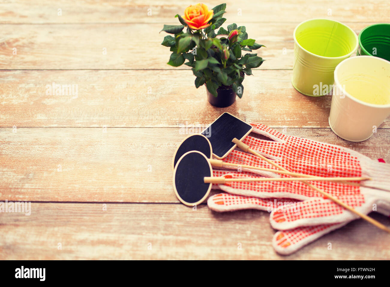 close up of rose flower and garden tools on table Stock Photo - Alamy