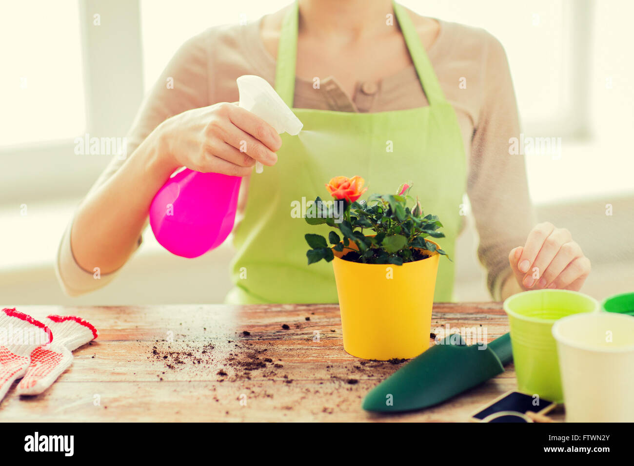 close up of woman hands spraying roses in pot Stock Photo - Alamy
