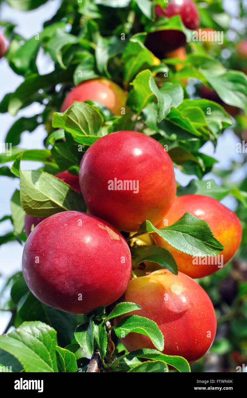 ripe plums on a tree branch Stock Photo - Alamy