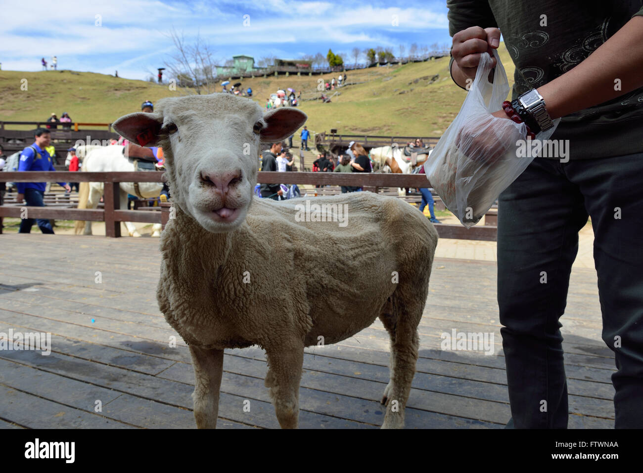 Sheep grazing cingjing farm taiwan hi-res stock photography and images ...