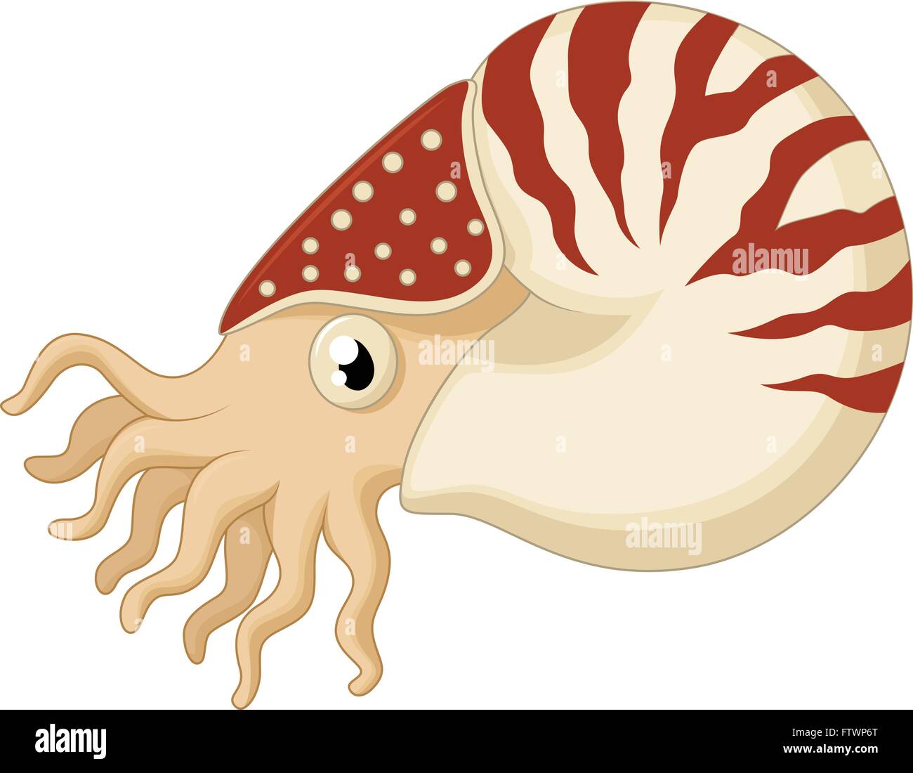 Mollusca nautilus Stock Vector Images - Alamy