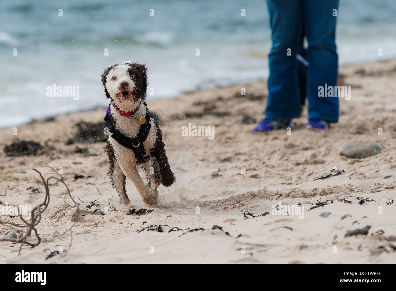 Spanish water spaniel hi-res stock photography and images - Alamy