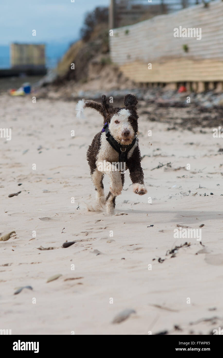 Spanish water spaniel hi-res stock photography and images - Alamy