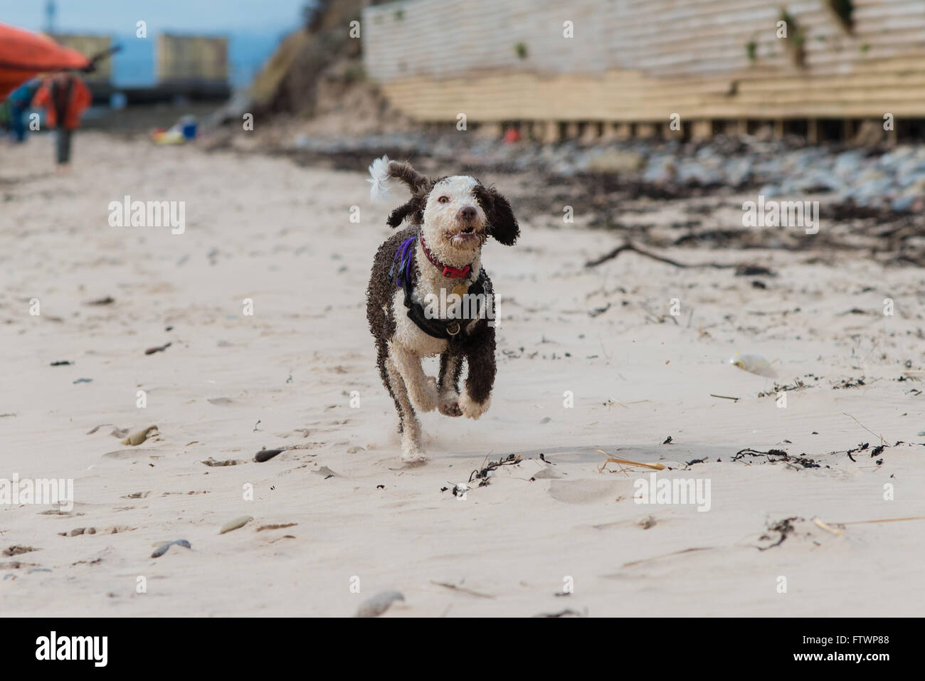 Spanish water spaniel hi-res stock photography and images - Alamy