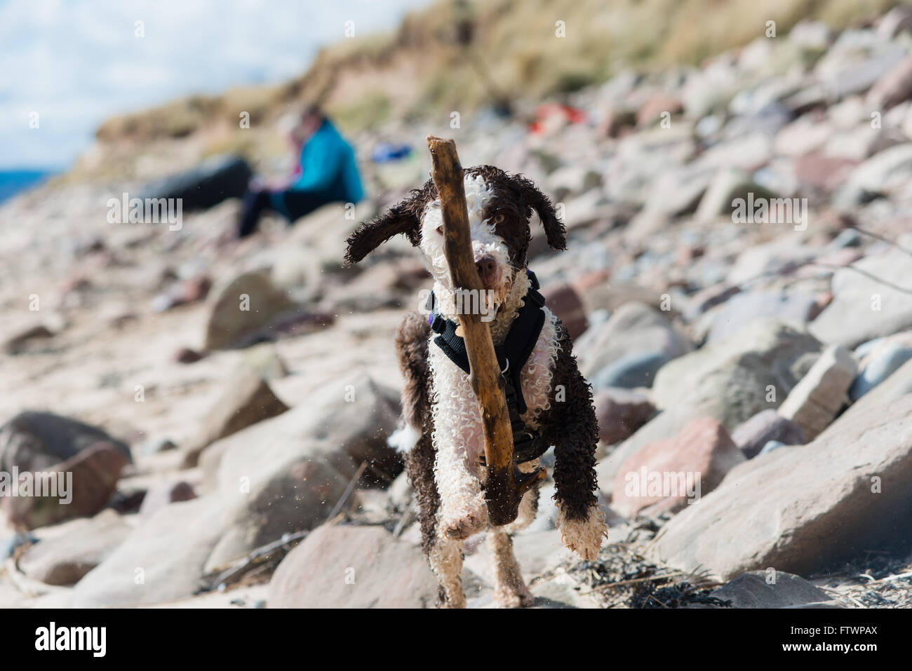 Spanish water spaniel hi-res stock photography and images - Alamy