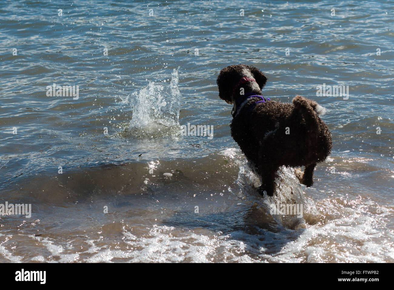 Dog splash water hi-res stock photography and images - Alamy