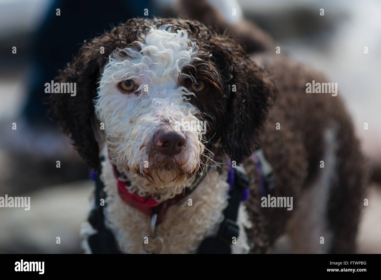 Spanish water spaniel hi-res stock photography and images - Alamy