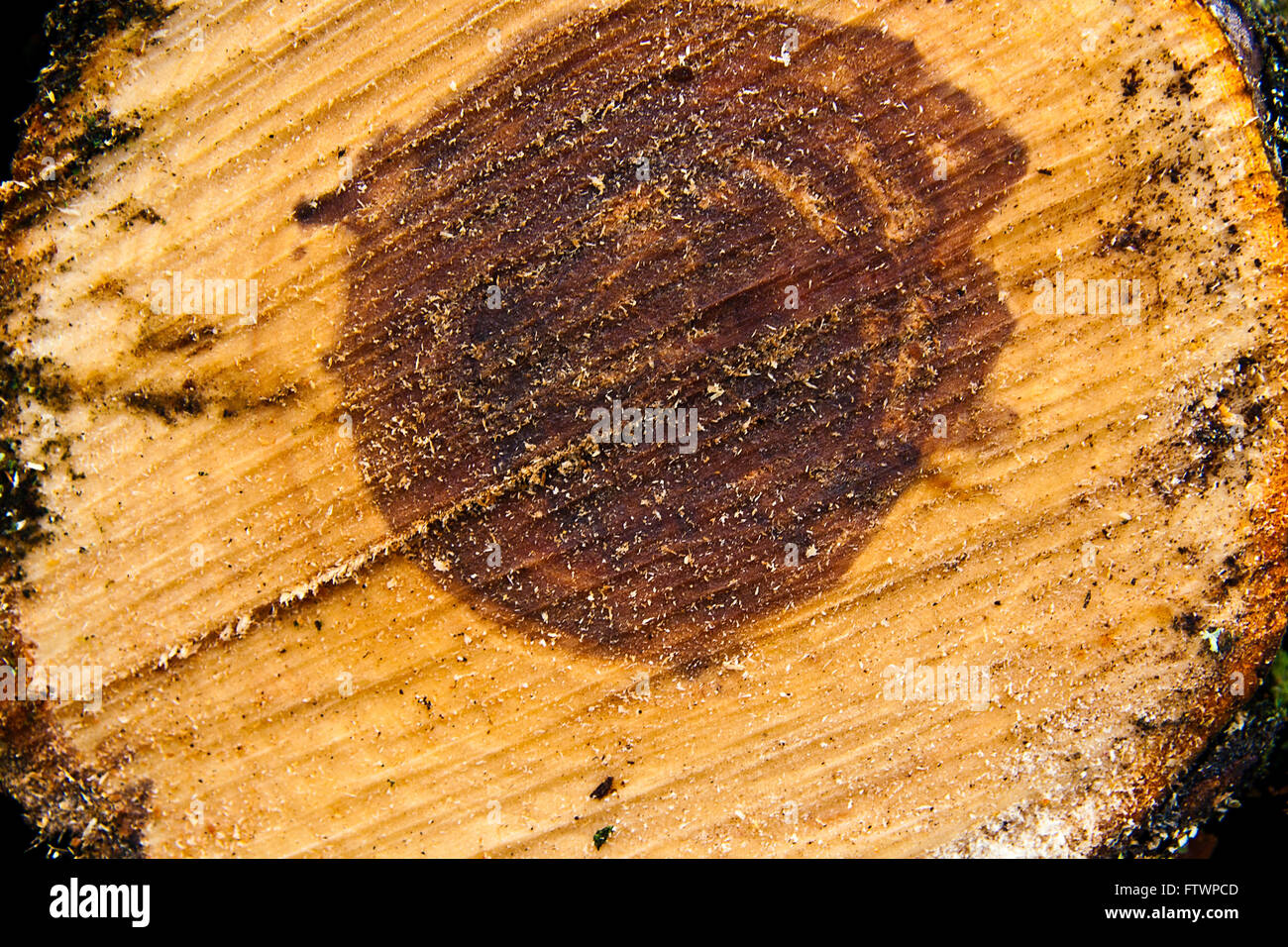 Close up view of cross section of tree trunk showing growth rings ...