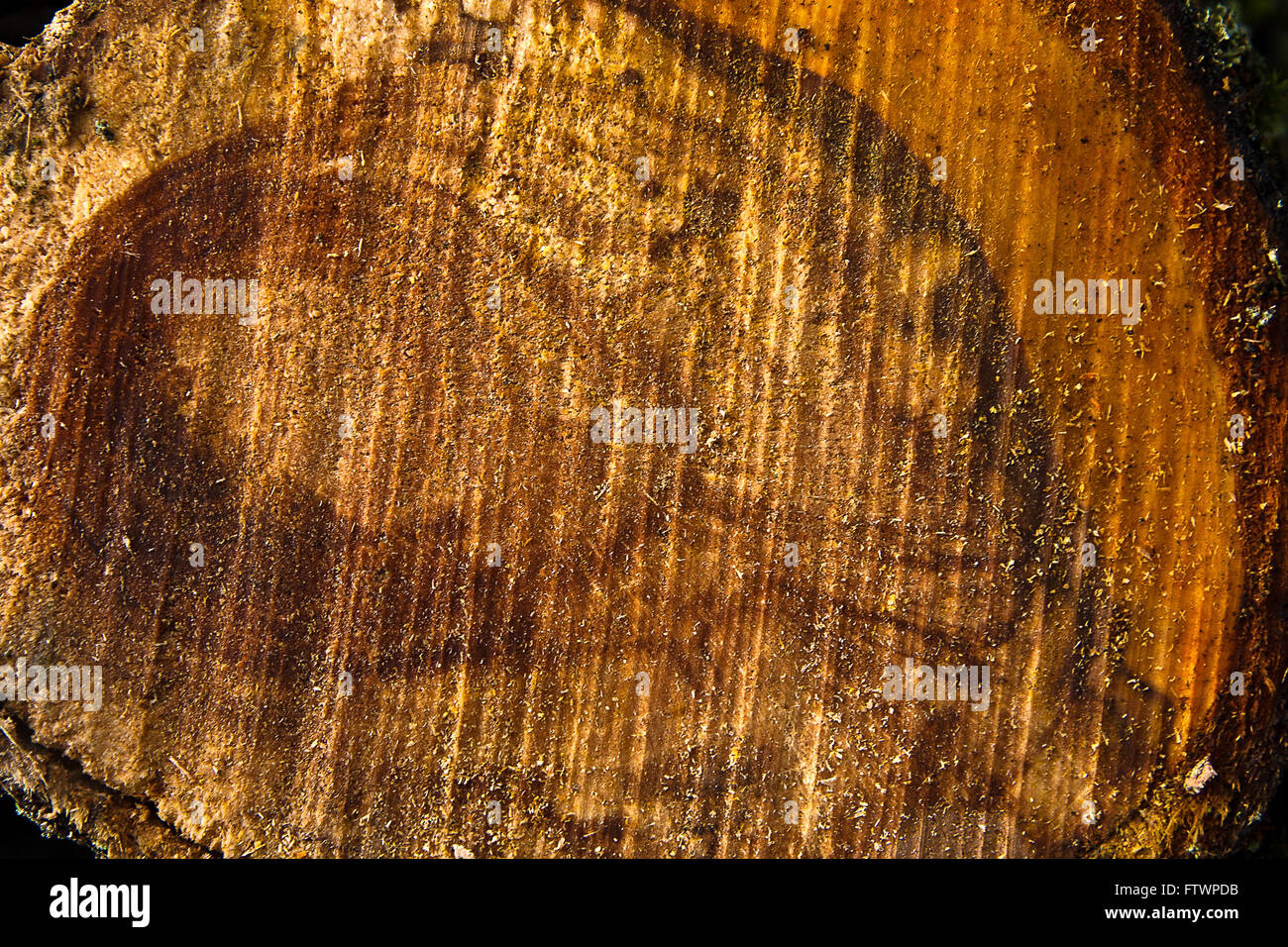 Close up view of cross section of tree trunk showing growth rings ...