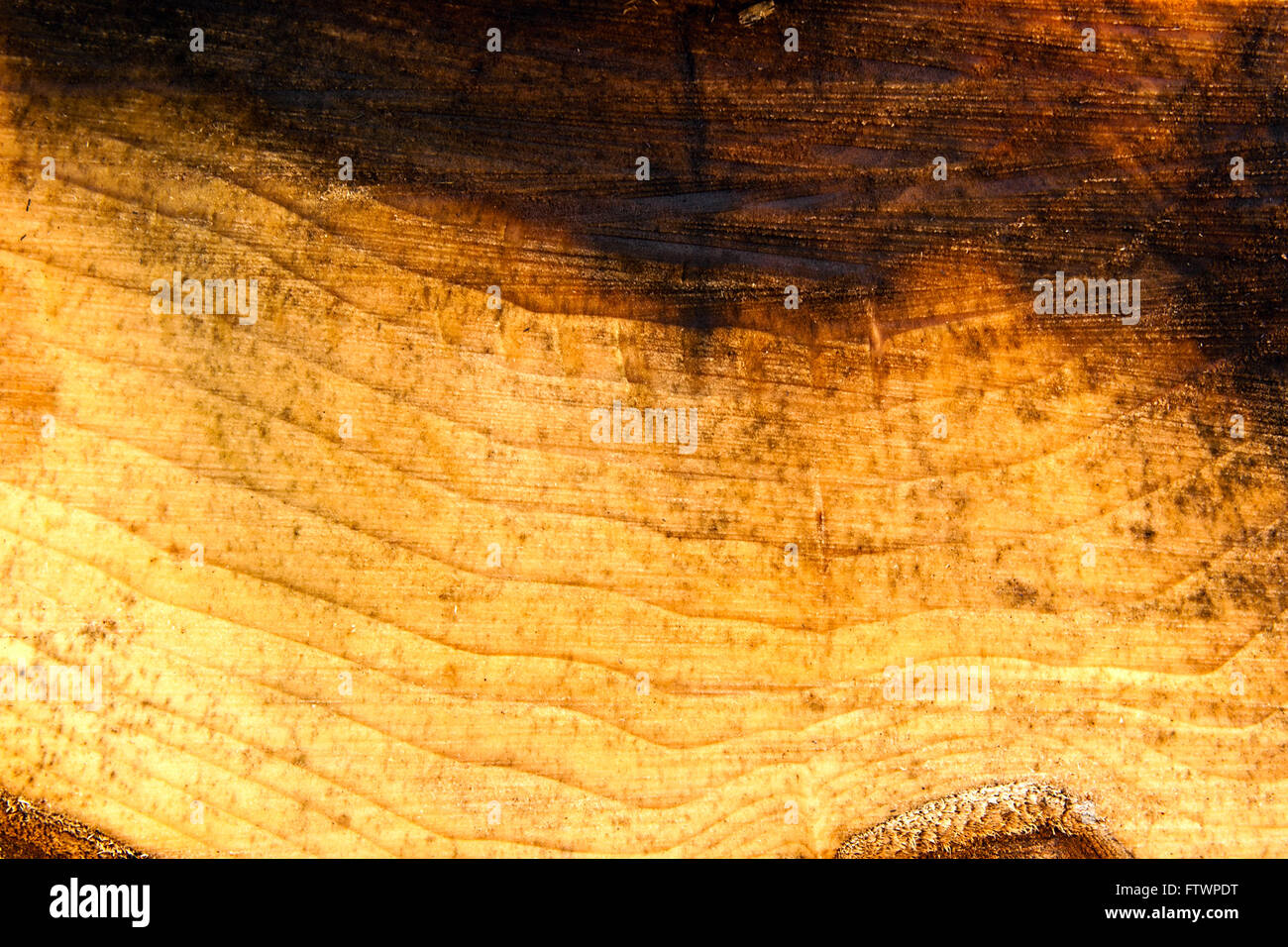 Close up view of cross section of tree trunk showing growth rings ...