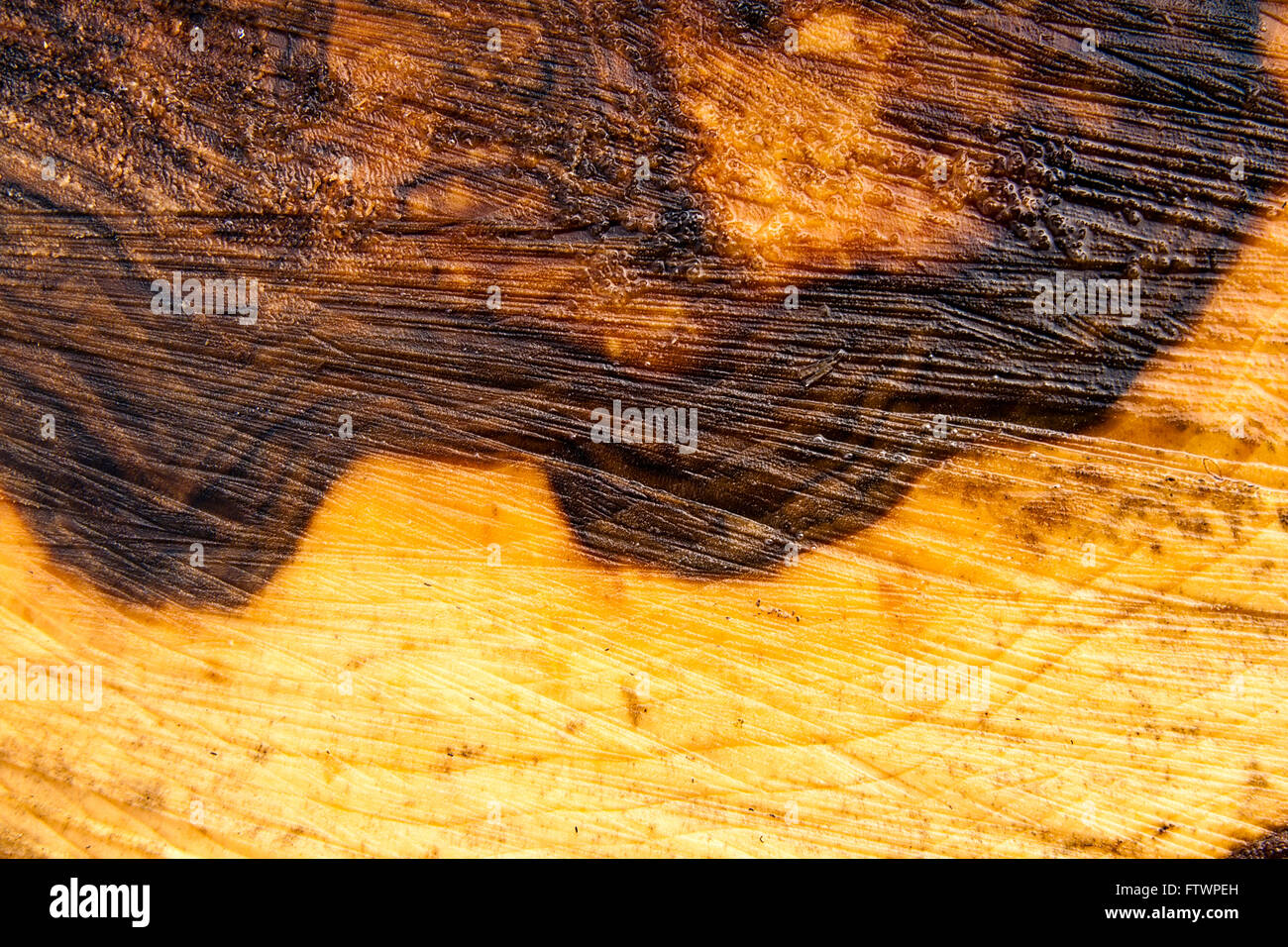 Close up view of cross section of tree trunk showing growth rings ...